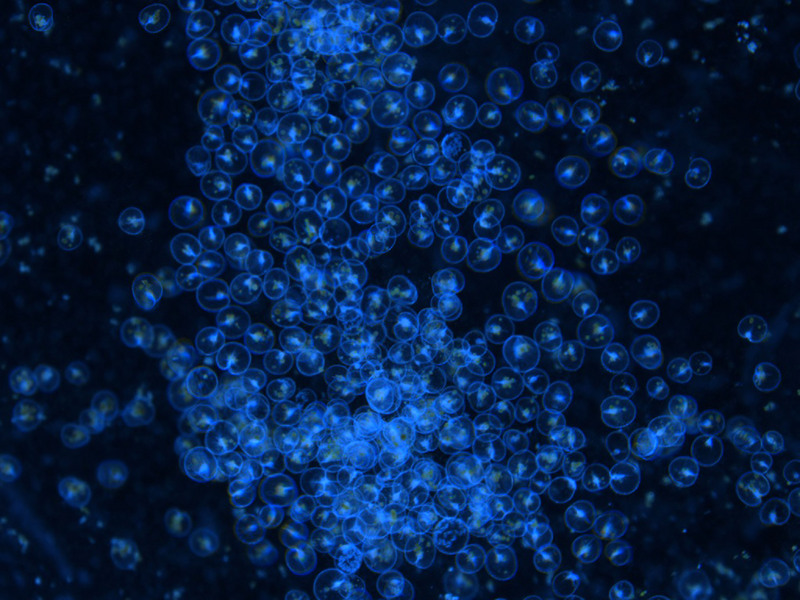 VIDEO: Southern Taiwan’s glowing plankton and new Alishan train cars ...