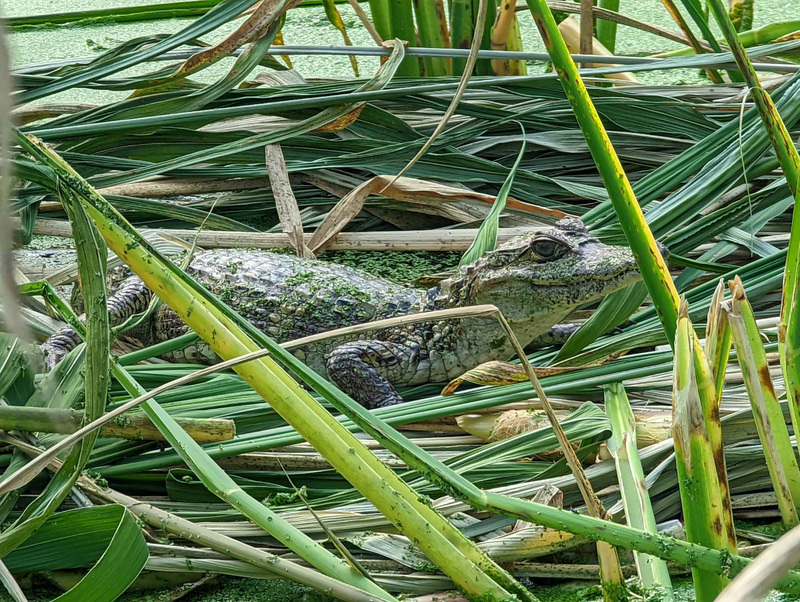 Caimans, Dogs, and a Drink Deal-Programs-Radio Taiwan International