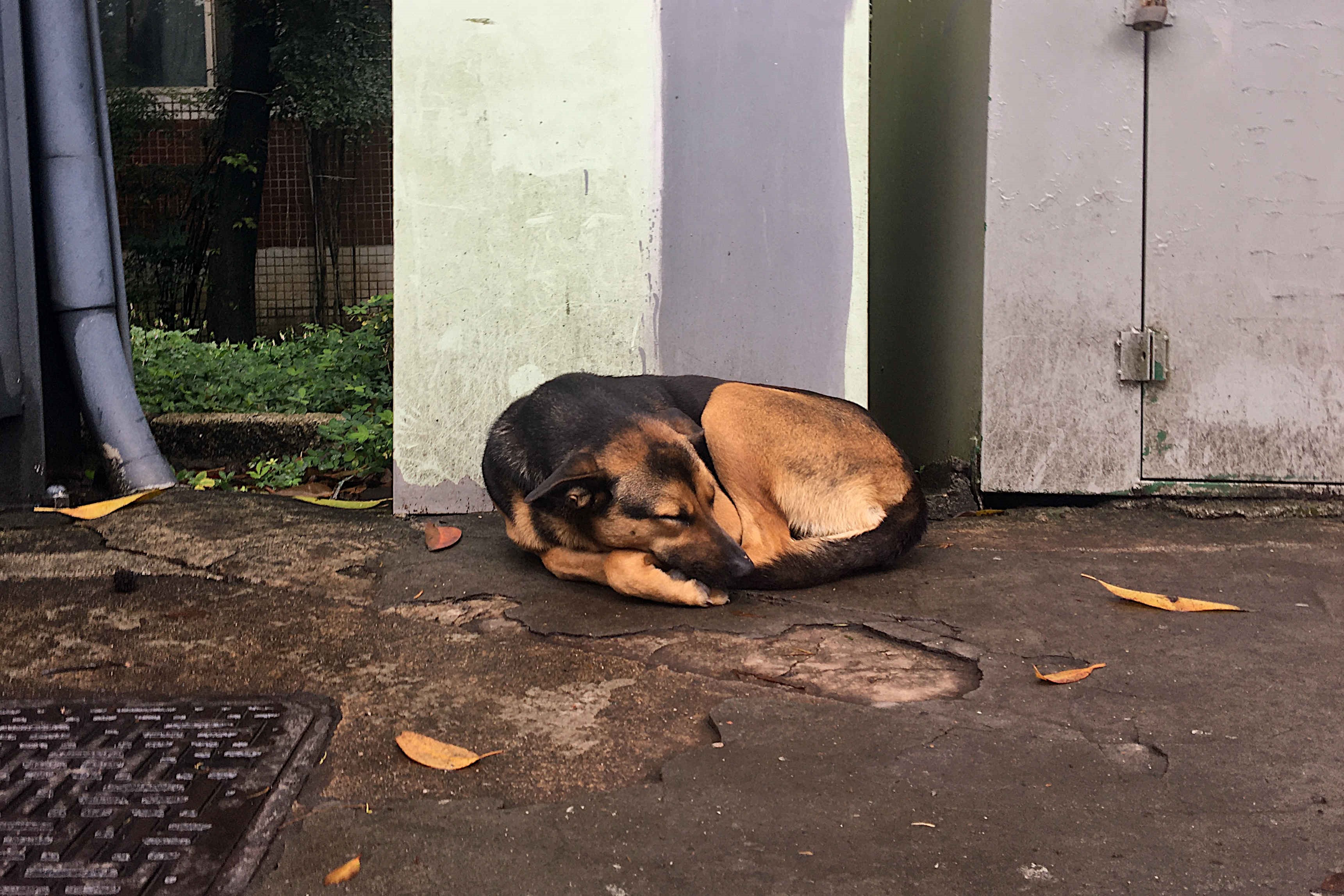 Stray animals in Taiwan: The problem of overpopulation-News-Radio ...