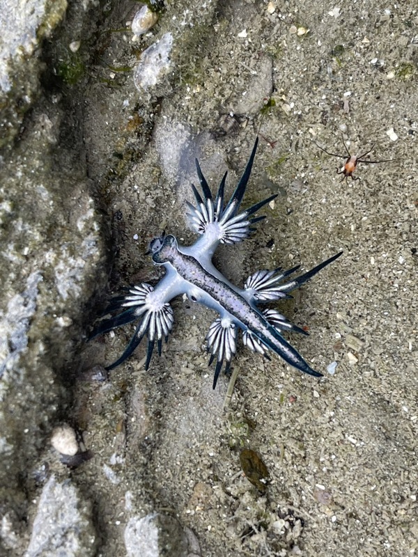 VIDEO: Rare sightings of blue dragon sea slugs in Keelung-News-Radio ...