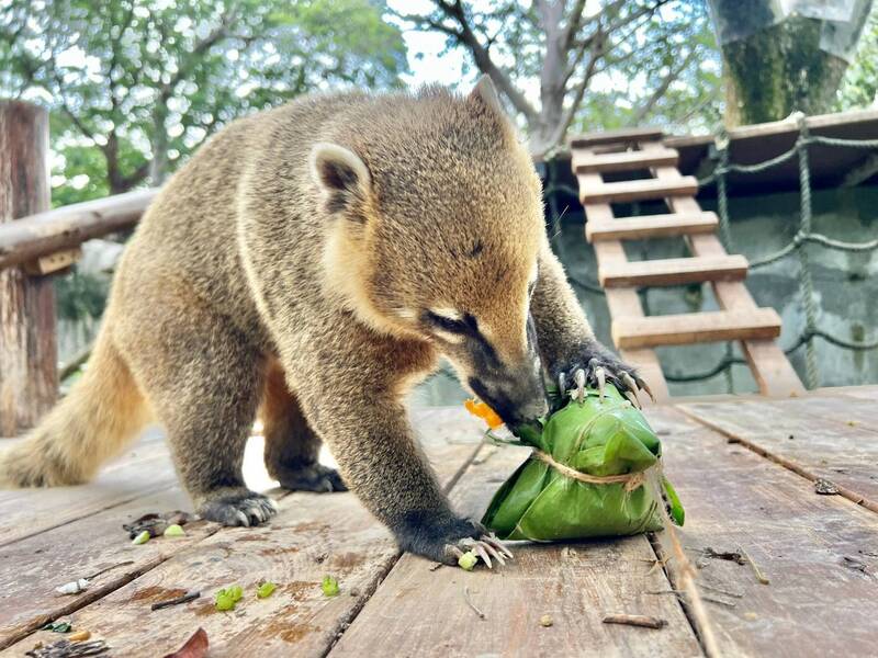 Kaohsiung’s Shoushan Zoo makes animals zongzi for Dragon Boat Festival ...