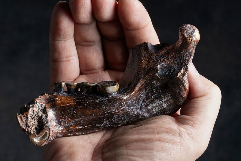 Ancient human fossils discovered in Taiwan proving wider range of ...