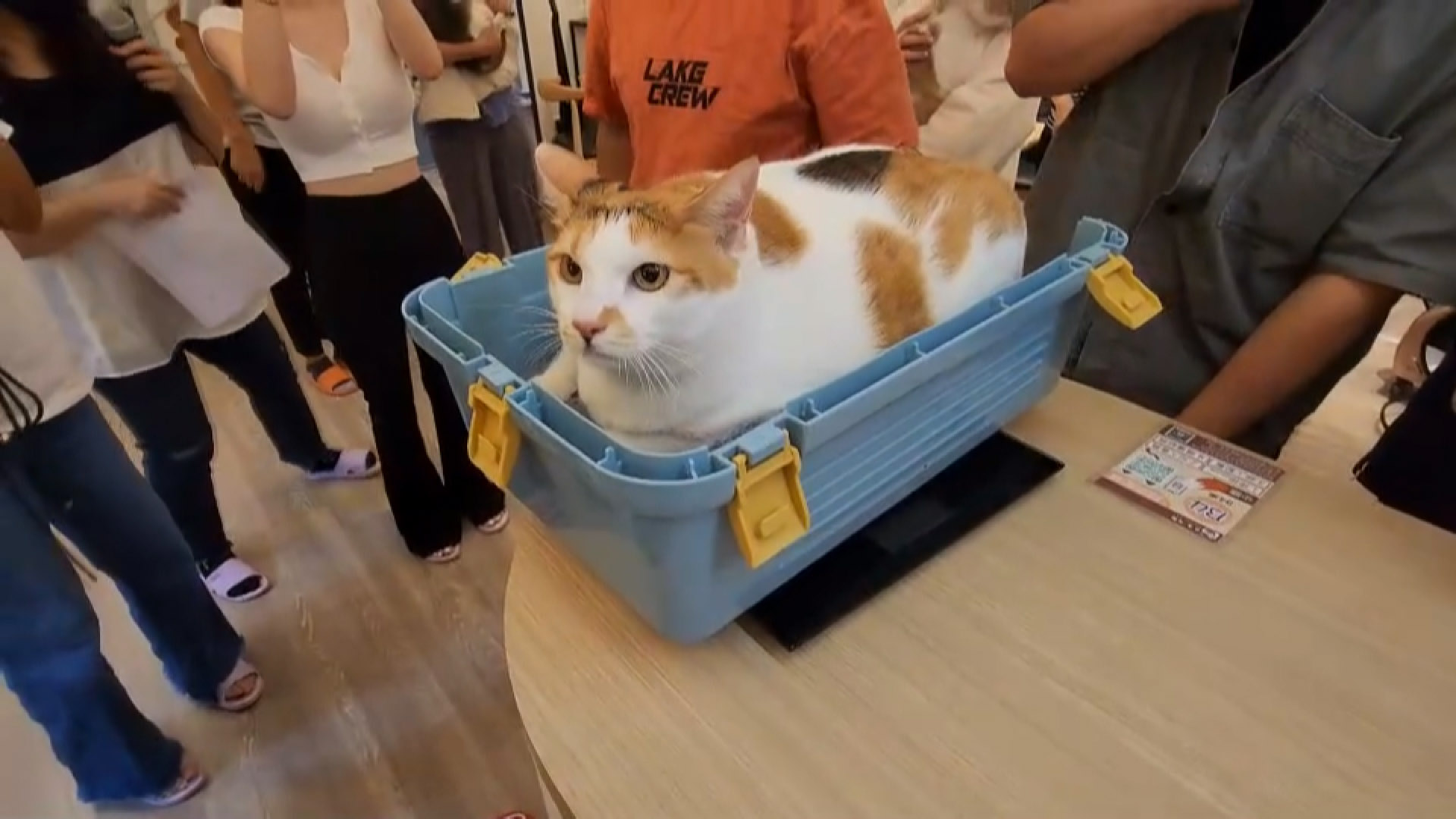 Gata de 10,6 kg gana una competición de gatos gordos en Kaohsiung ...