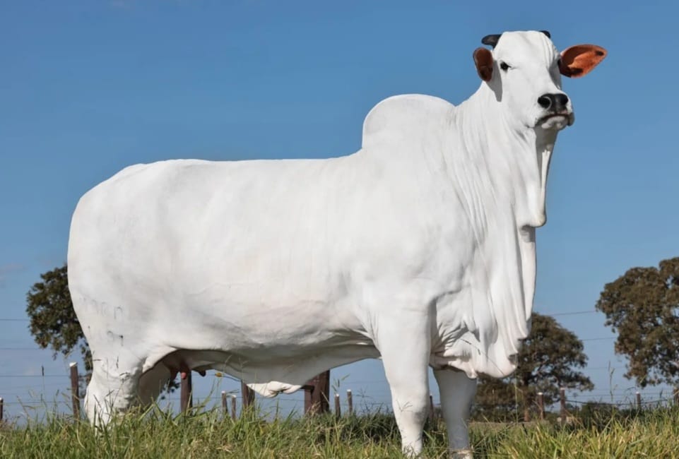 Sapi Bukan Sembarang Sapi! Sapi Termahal di Dunia Ini Dijual dengan ...