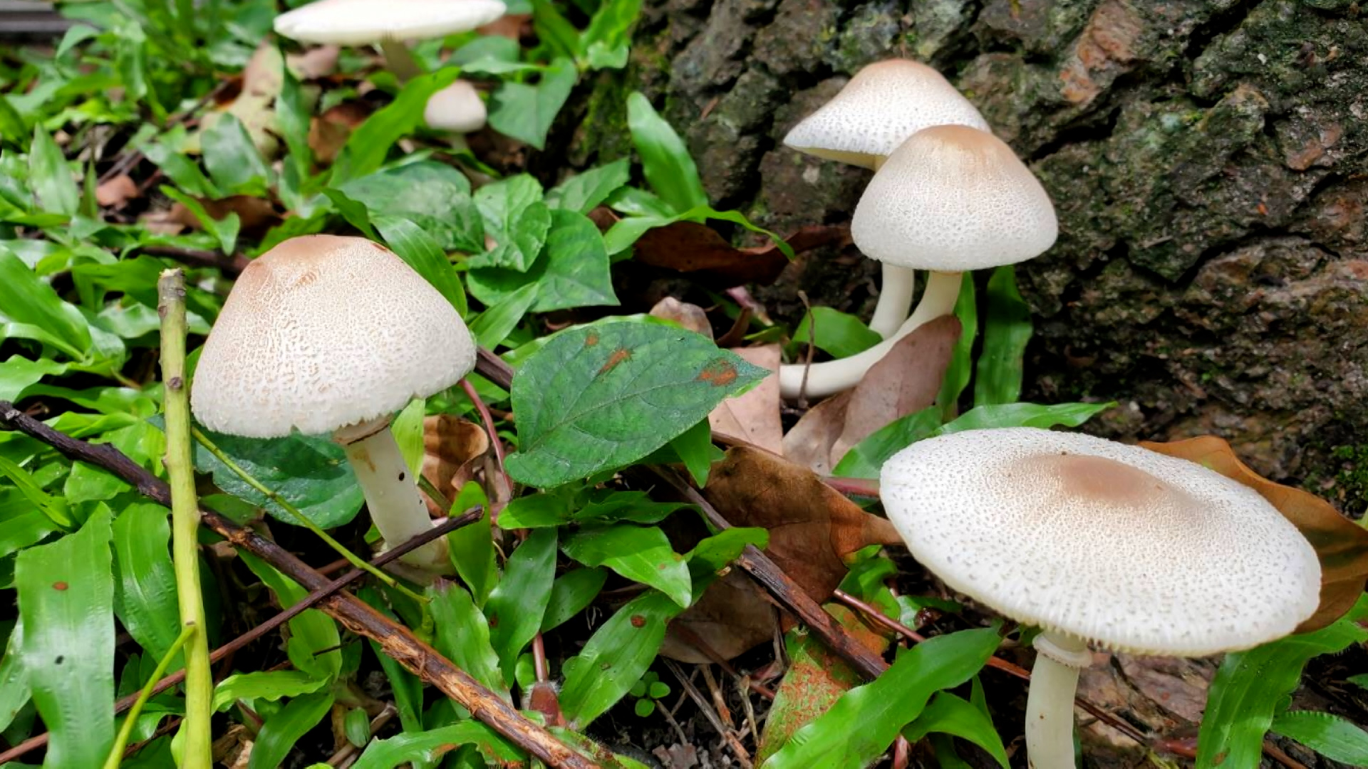 Sau cơn mưa nấm độc mọc đầy ven đường. Chuyên gia: không nên hái ăn-Tin tức-Radio Taiwan ...